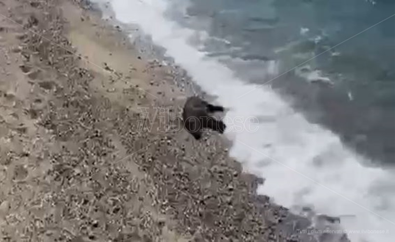 Sulla spiaggia di Vibo Marina un cinghiale morto in balia delle onde ... Sulla spiaggia di Vibo Marina un cinghiale morto in balia delle onde ...